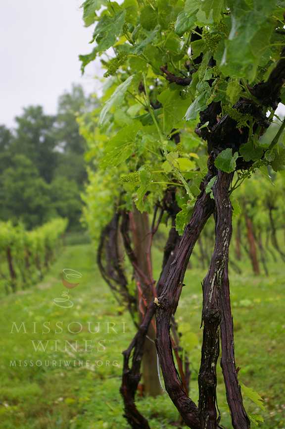 Photo Galleries | MO Wines
